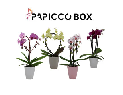 PAPICCO BOX - Papicco